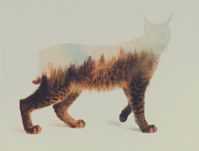 Andreas Lie's Double Exposure Animal Photography Fuses Nature And ...