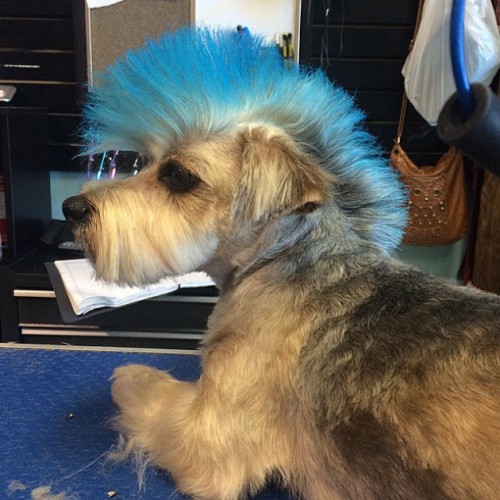 Dressed To The (Ca)nines: 9 Dog Hairstyles For The Stylish Pooch - The ...